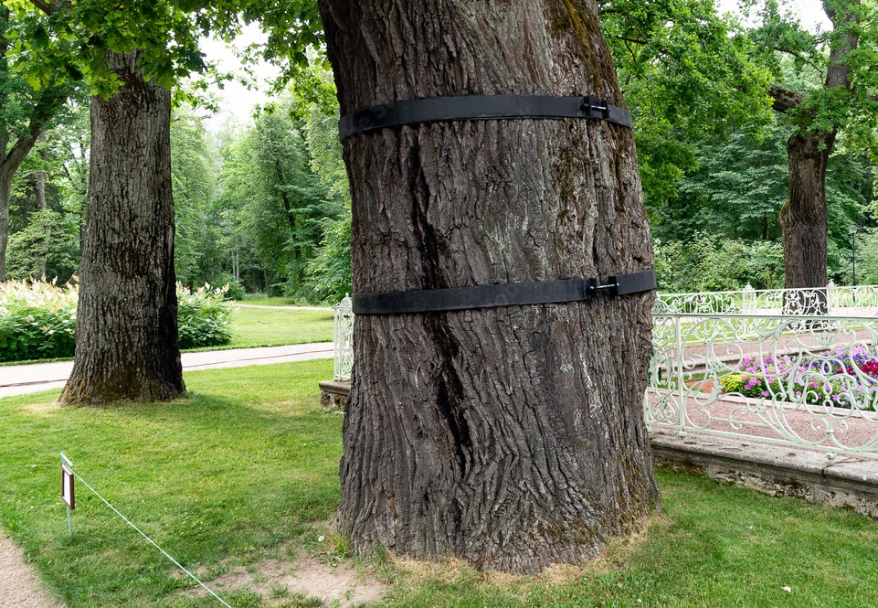 Cabling & Bracing | Silver State Tree Co.